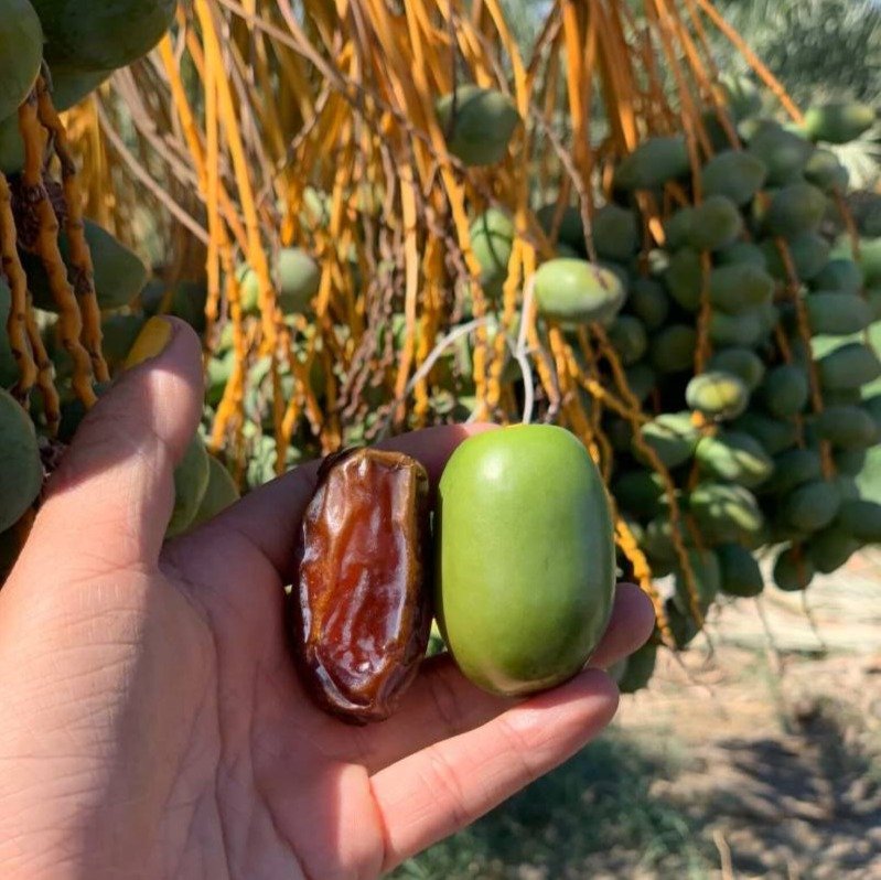 Hayani Variety Date Plum | Live Plant – Plants Villa