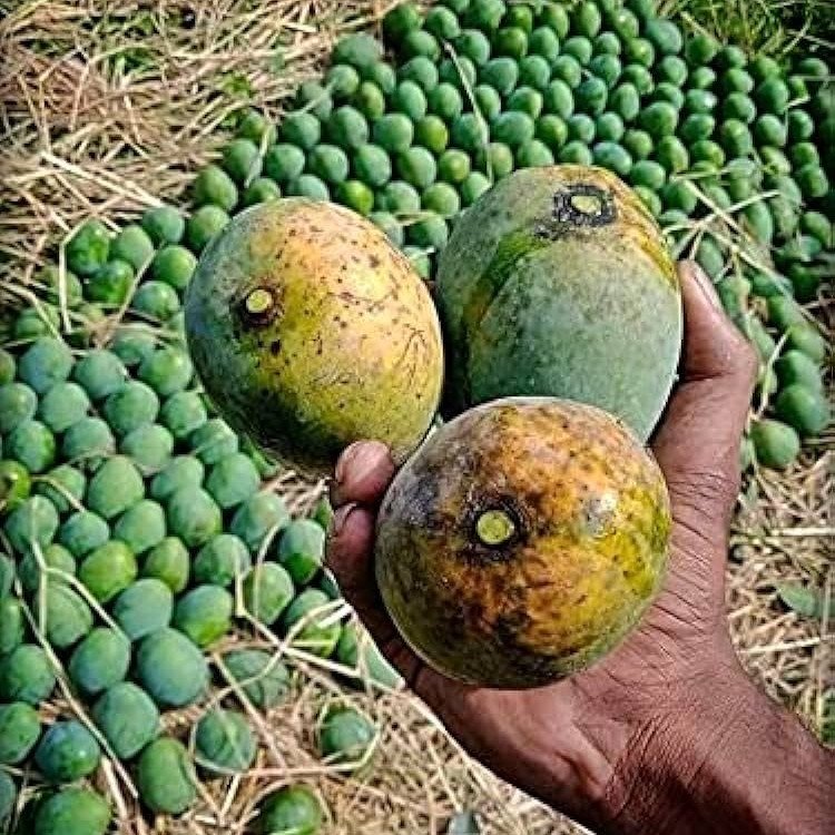 Himsagar Mango | Grafted Fruit Plant – Plants Villa
