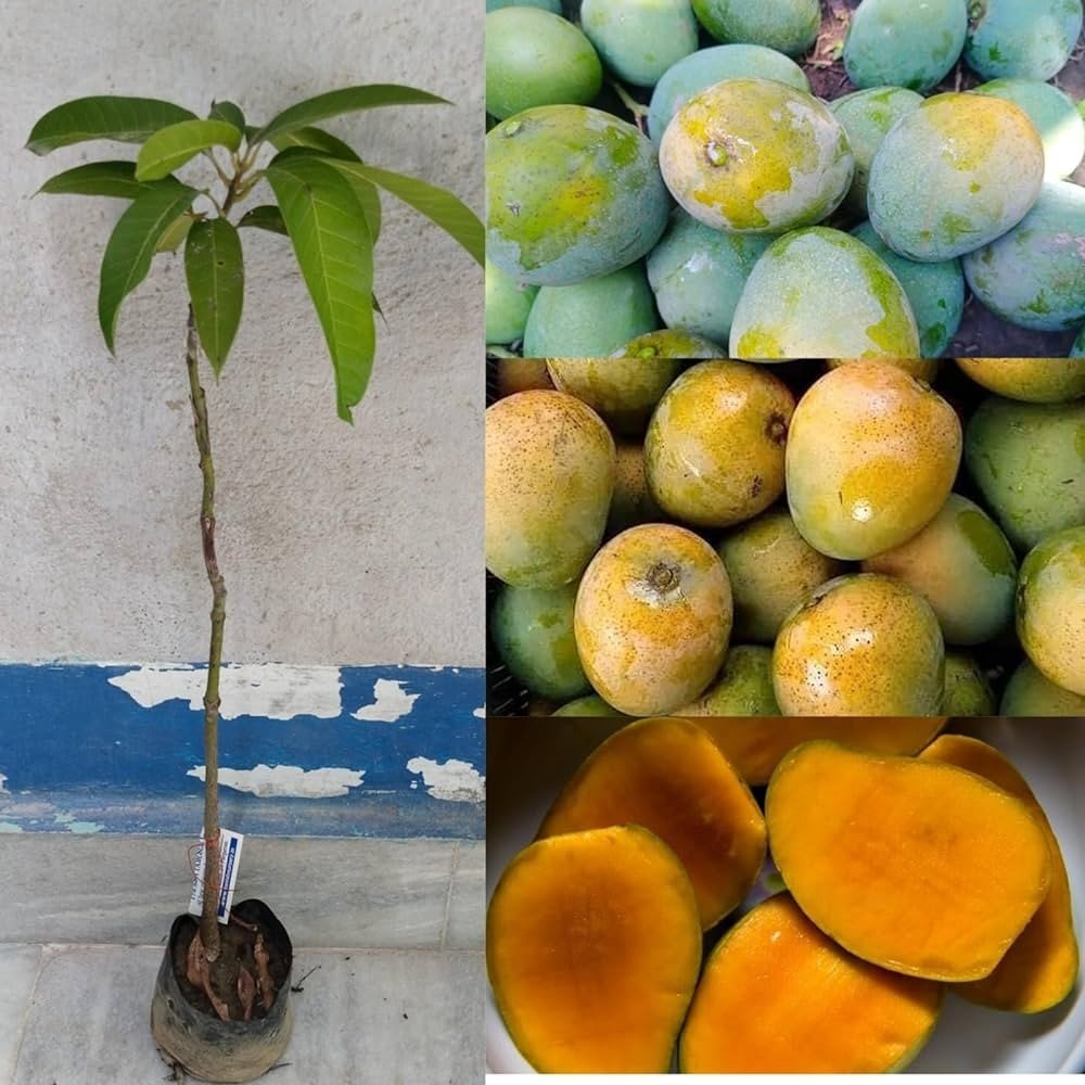 Himsagar Mango | Grafted Fruit Plant – Plants Villa