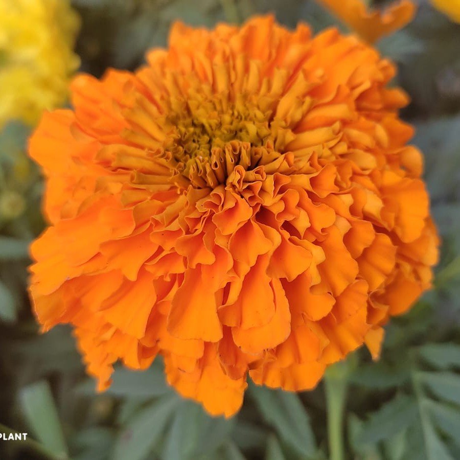 Hybrid Inca Varitey Marigold Flower Plant - Orange – Plants Villa