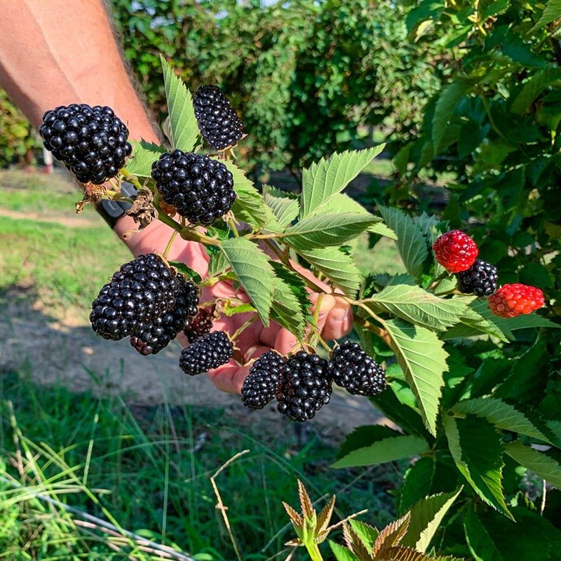 Hybrid Long Black Berry Fruit Plant – Plants Villa