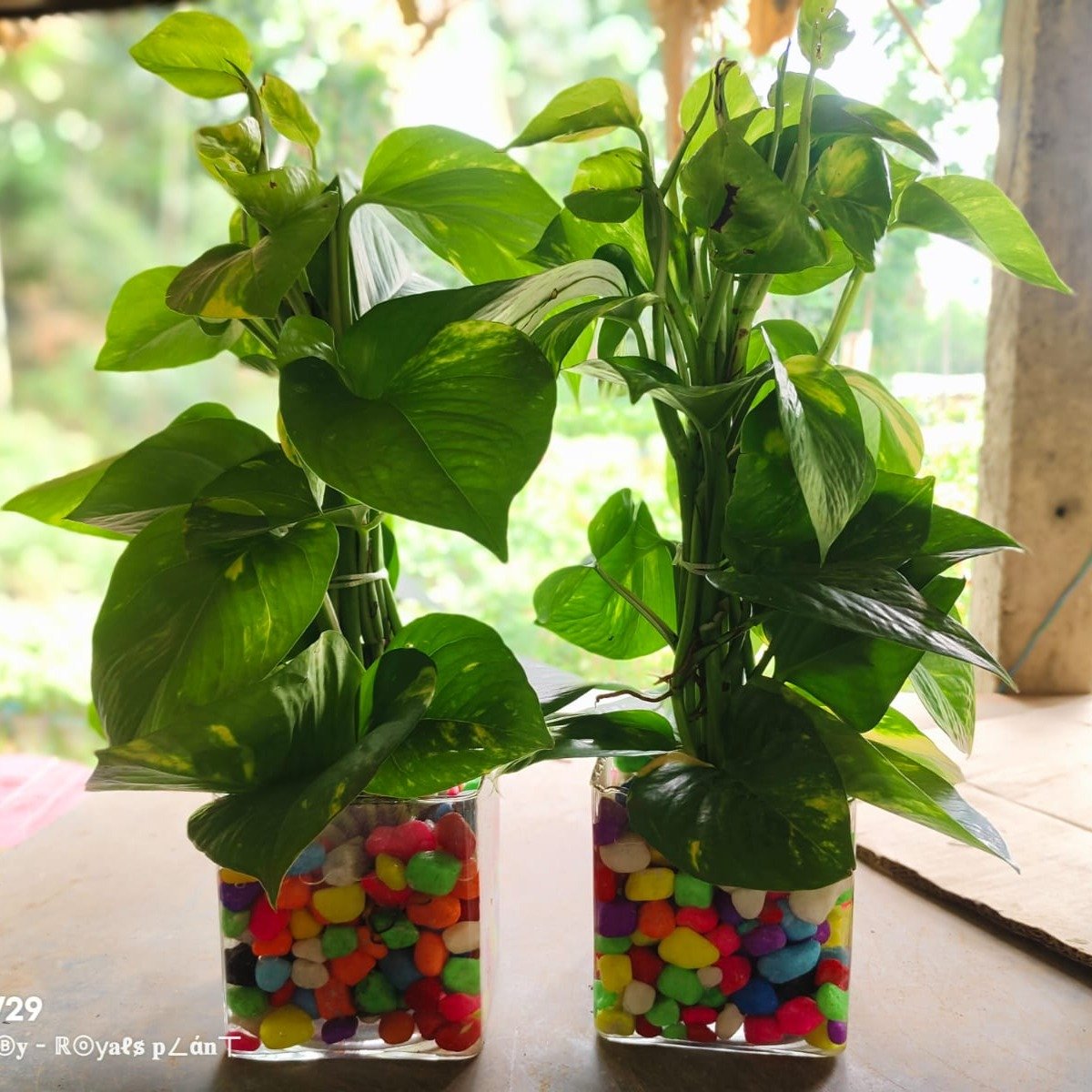 Hybrid-Money Plant – Plants Villa