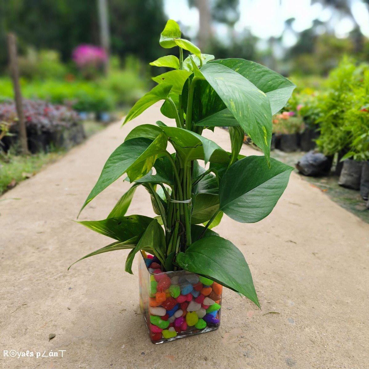 Hybrid-Money Plant – Plants Villa