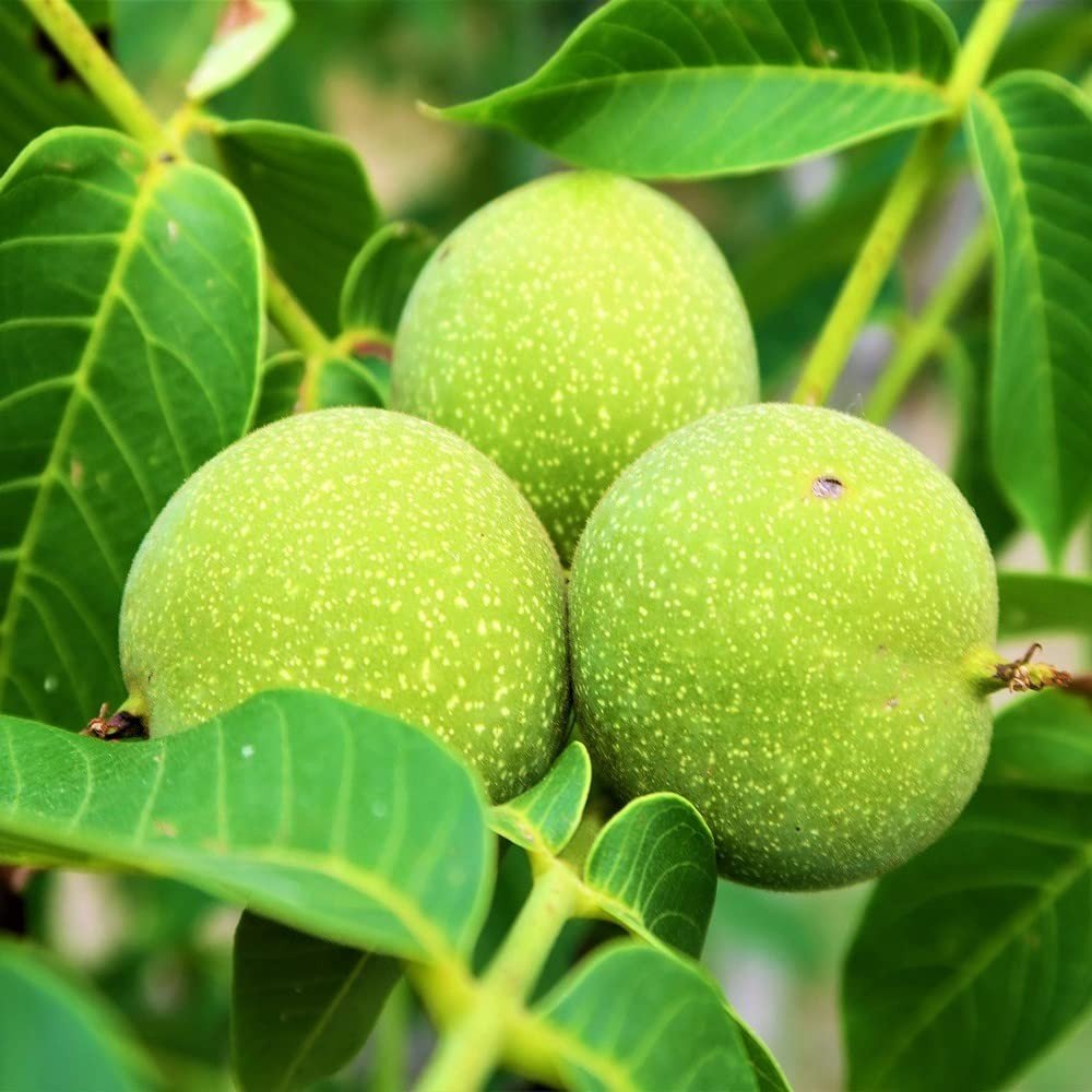 Hybrid Walnut (Akhrot) Grafted Fruit Plant – Plants Villa