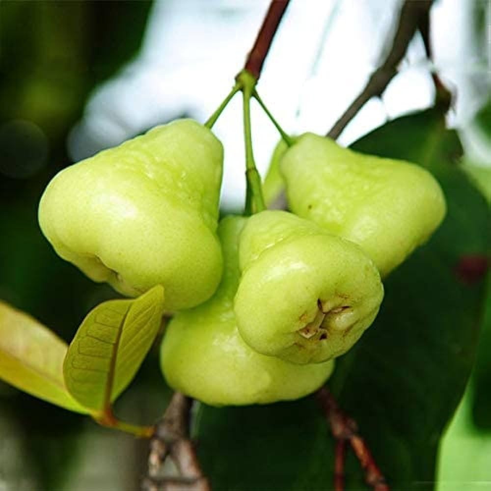 Hybrid White Water Apple Fruit Plant – Plants Villa