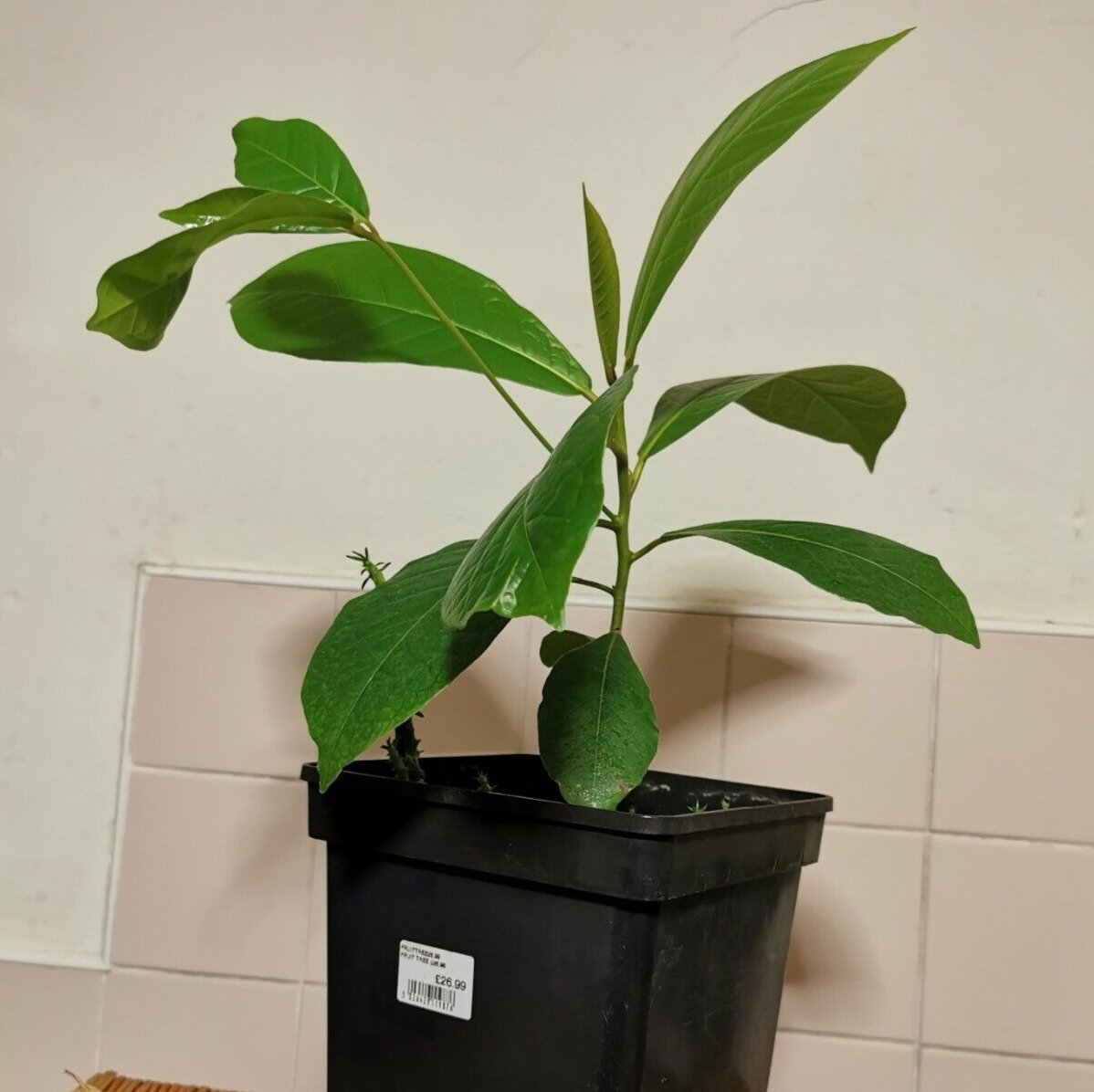 Indian Almond Fruit Plant – Plants Villa