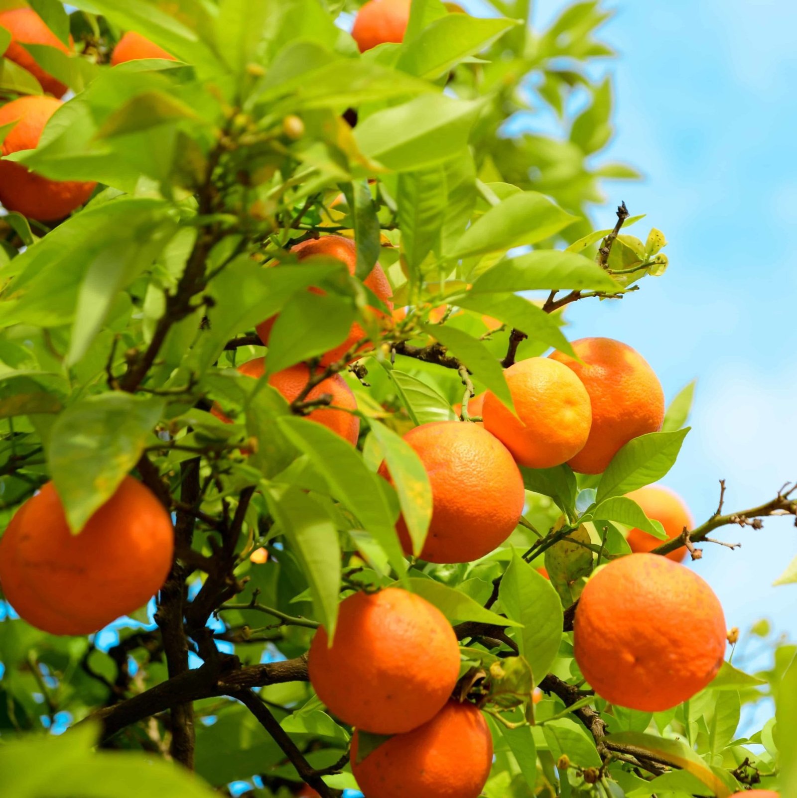 Jaffa Orange Grafted & Hybrid Fruit Plant – Plants Villa