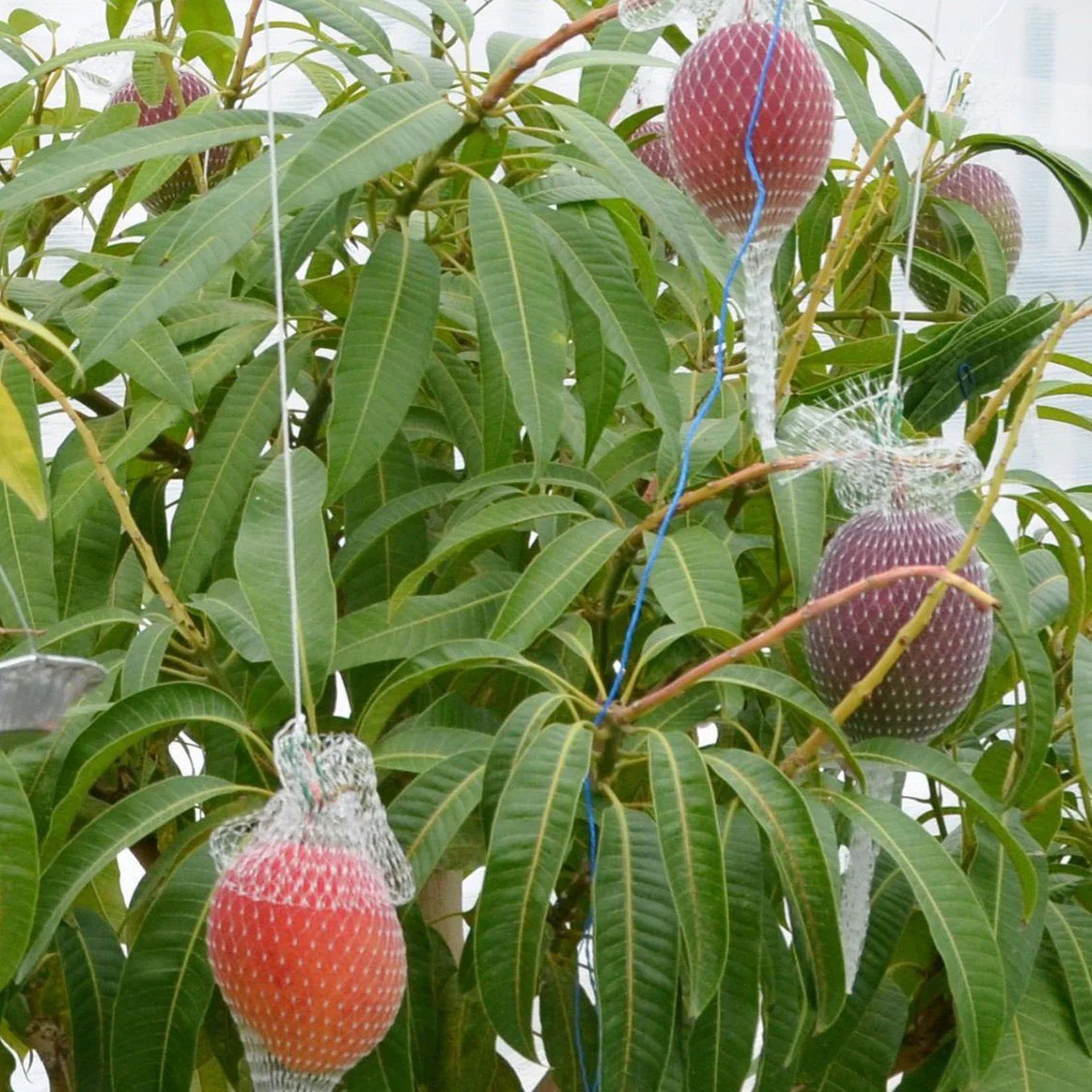 Japanese Miyazaki Mango | Grafted Fruit Plant – Plants Villa