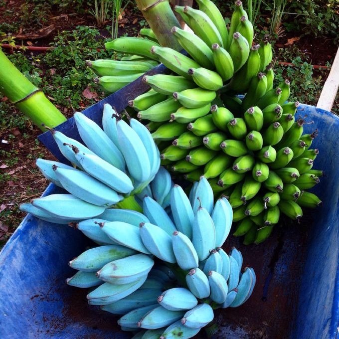 Java Blue Banana Fruit Plant – Plants Villa