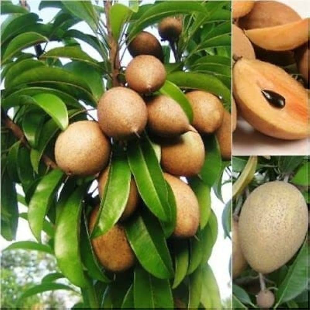 Kalapati Chikoo Fruit Plant – Plants Villa