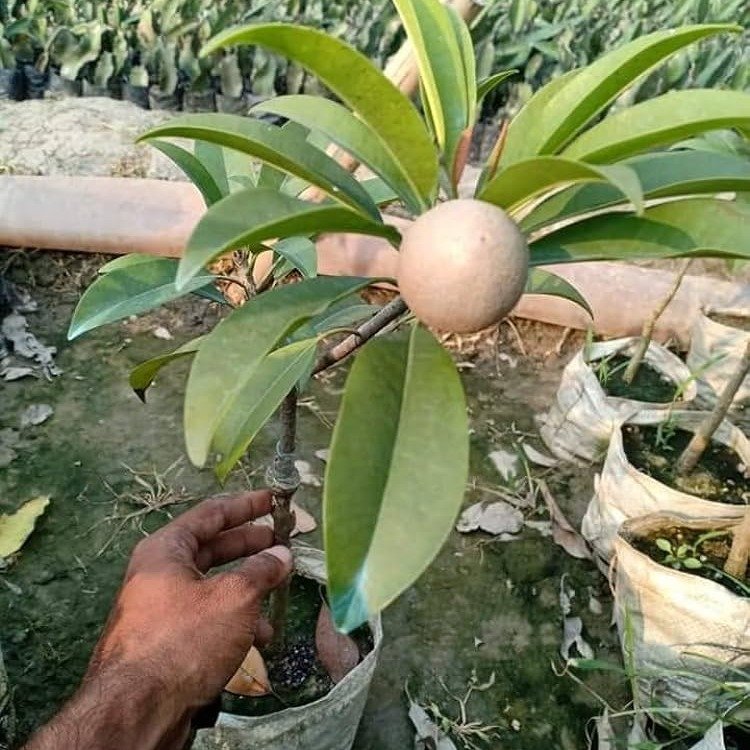 Kalapati Chikoo Fruit Plant – Plants Villa