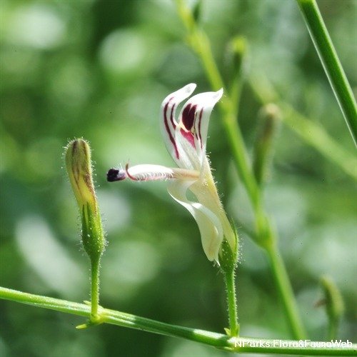 Kalmegh | Andrographis paniculata - Live Plant – Plants Villa