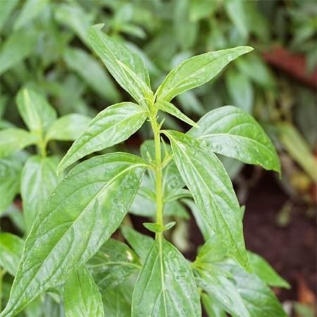 Kalmegh | Andrographis paniculata - Live Plant – Plants Villa