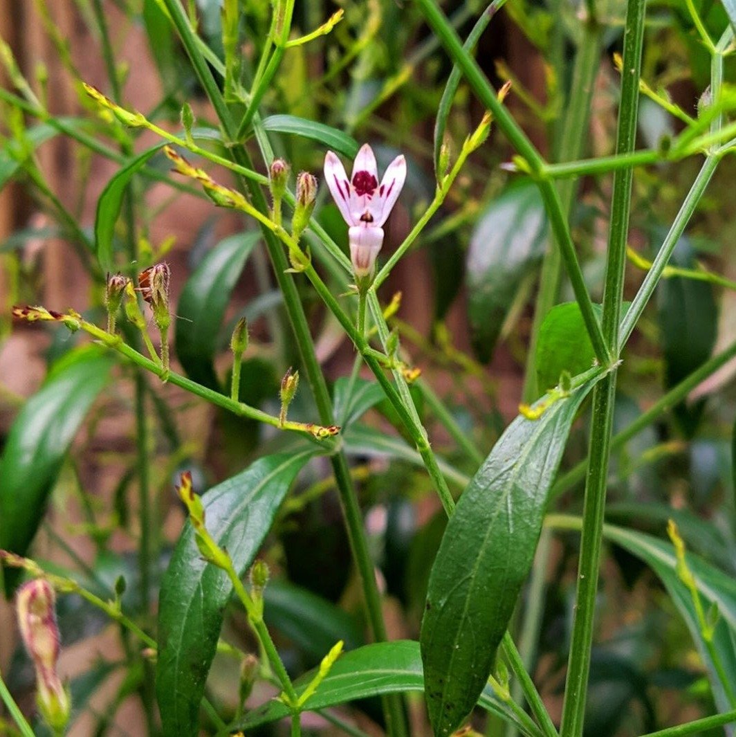 Kalmegh | Andrographis paniculata - Live Plant – Plants Villa