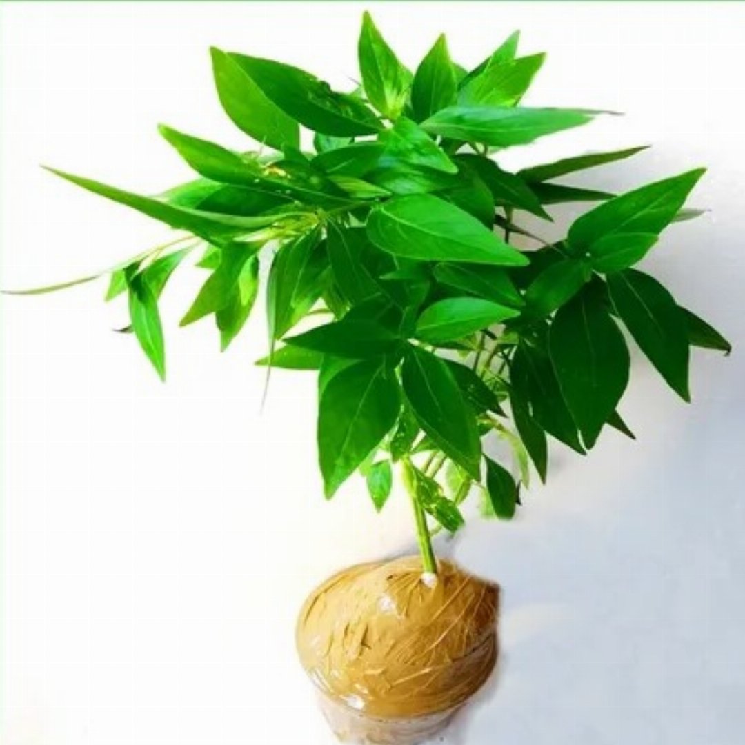 Kalmegh | Andrographis paniculata - Live Plant – Plants Villa