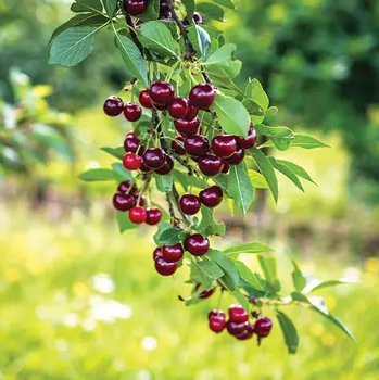 Kashmiri Sweet_Red Cherry Grafted Fruit Plant – Plants Villa