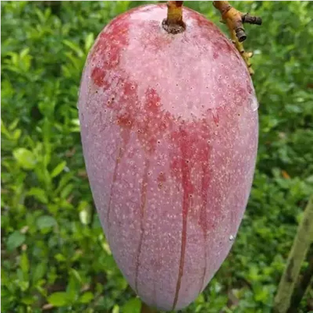 Katimon Mango | Grafted Fruit Plant – Plants Villa
