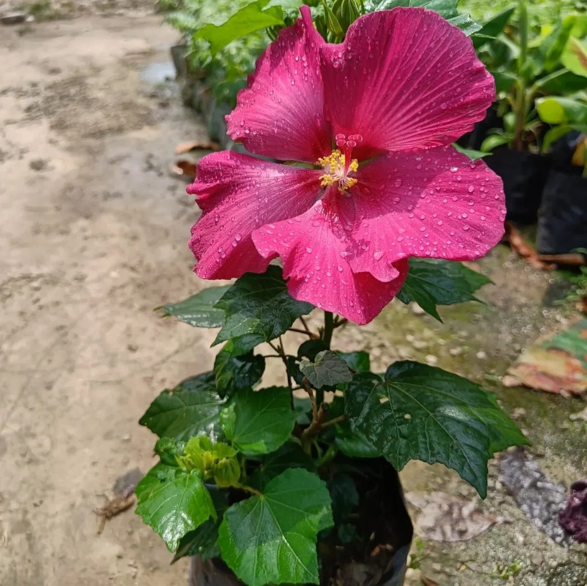Land Lotus Flower Plant (Red) – Plants Villa