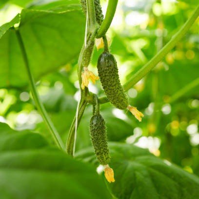 Long Piper ( Piple ) Plants – Plants Villa