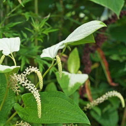 Long Piper ( Piple ) Plants – Plants Villa