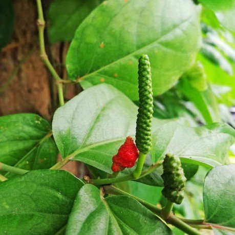 Long Piper ( Piple ) Plants – Plants Villa