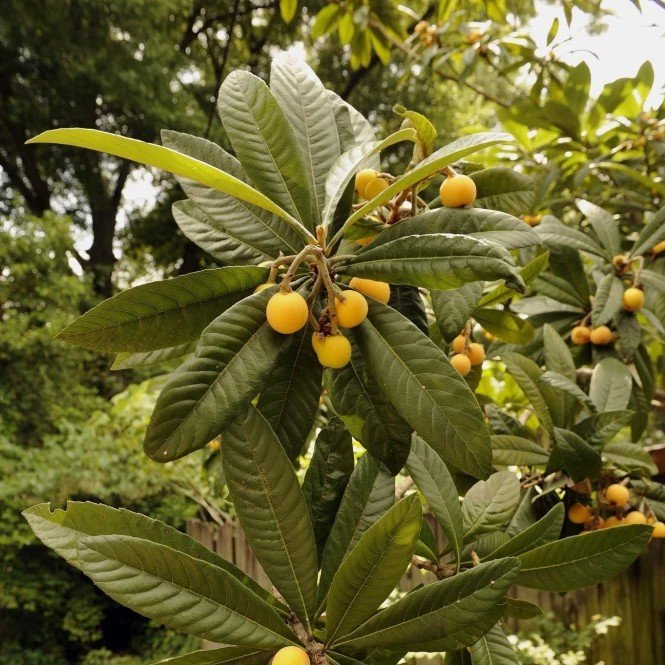 Loquat Fracuit Grafted & Hybrid Fruit Plant – Plants Villa