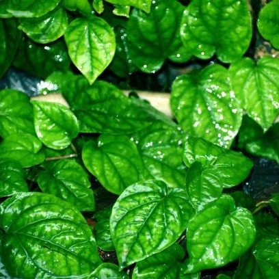 Maghai Betel Leaf Plant (Maghai Paan) – Plants Villa