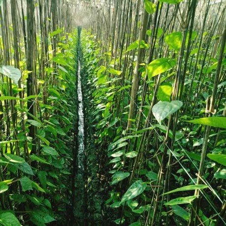 Maghai Betel Leaf Plant (Maghai Paan) – Plants Villa