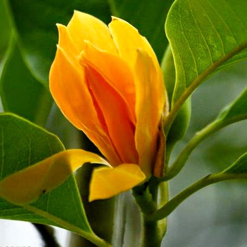 Magnolia Champaca (Swarna Chapa) Flower Plant Yellow – Plants Villa