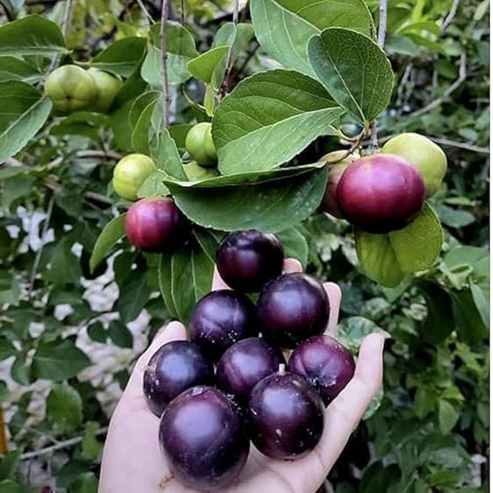Manila Ball Cherry Grafted Fruit Plant – Plants Villa