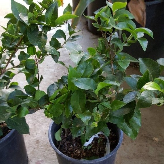 Manila Ball Cherry Grafted Fruit Plant – Plants Villa