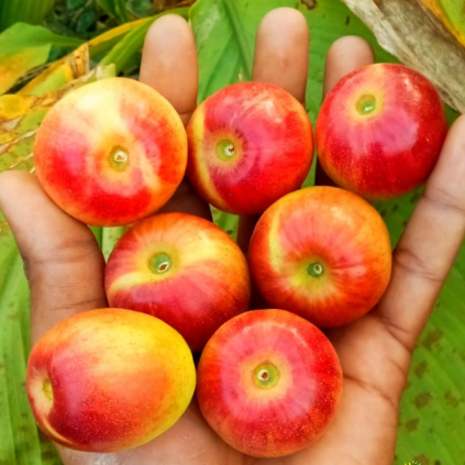 Miss India Red Apple Ber Grafted Fruit Plant – Plants Villa