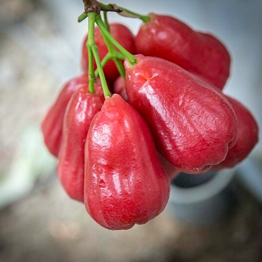 Missile Wax Red Water Apple Fruit Plant – Plants Villa