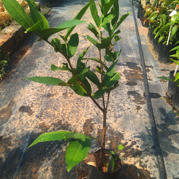 Missile Wax Red Water Apple Fruit Plant – Plants Villa