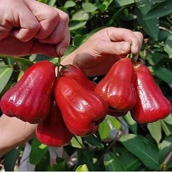 Missile Wax Red Water Apple Fruit Plant – Plants Villa