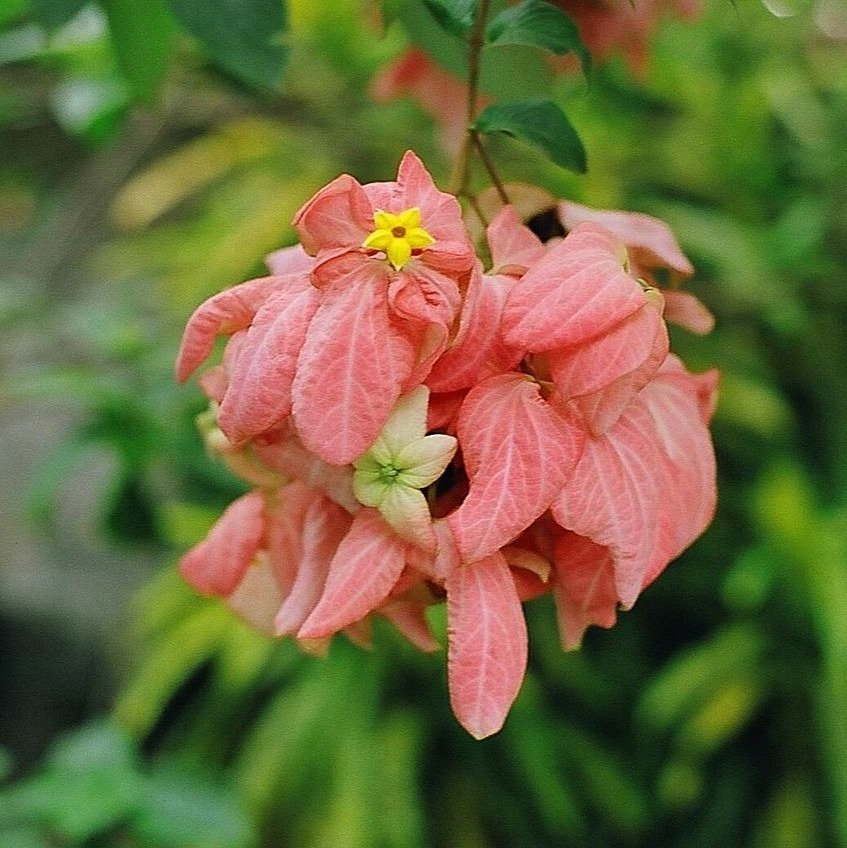Mussaenda Philippica Flower Plant - Pink – Plants Villa
