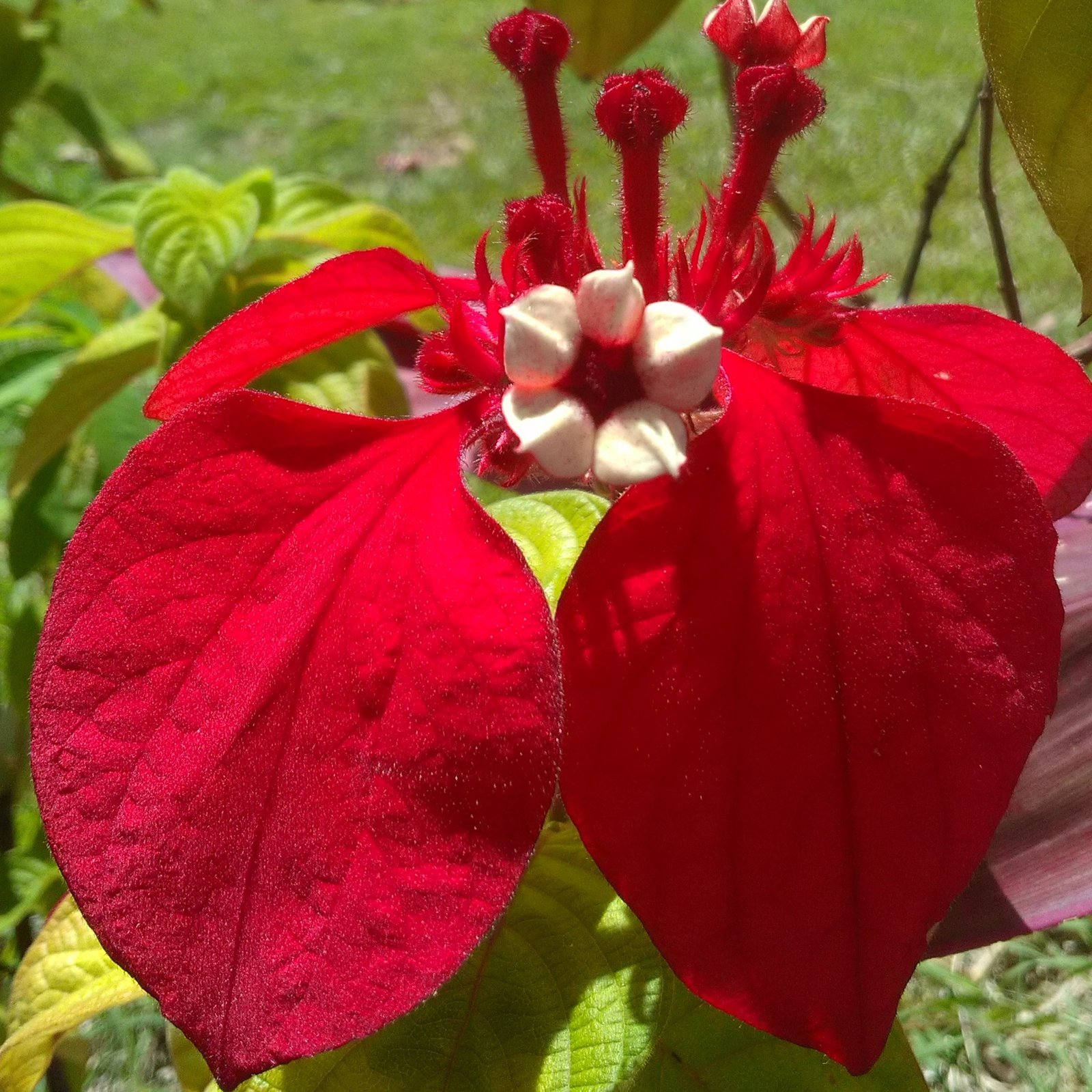 Mussaenda Philippica Flower Plant - Red – Plants Villa