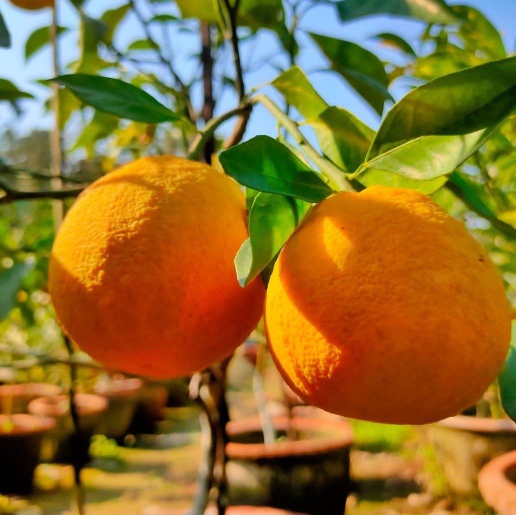 Mysorio Yellow Malta Grafted Fruit Plant – Plants Villa
