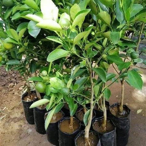 Mysorio Yellow Malta Grafted Fruit Plant – Plants Villa
