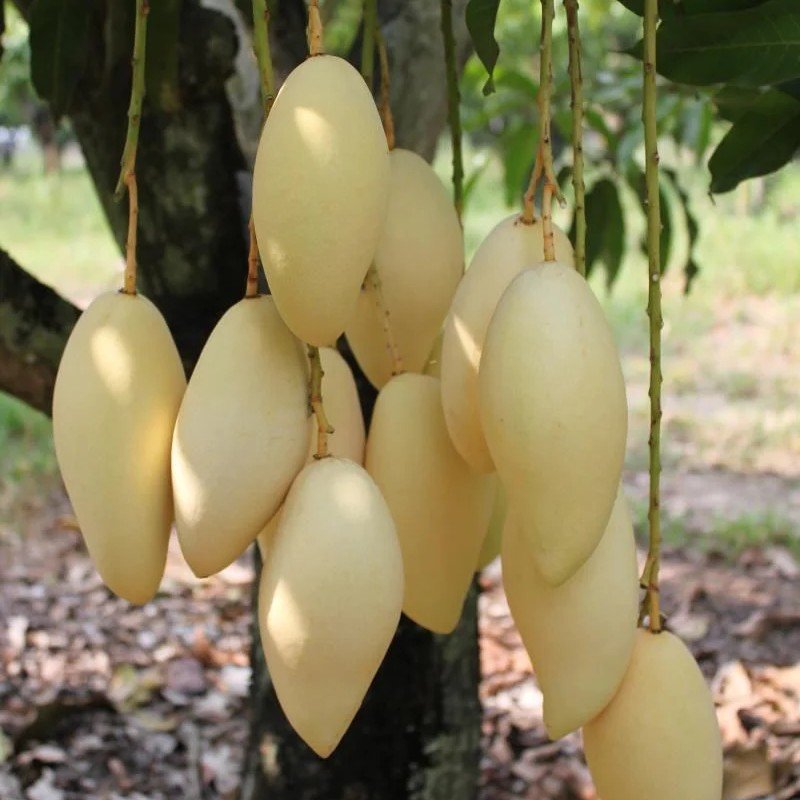 Nam-Doc-Mai Mango | Grafted Fruit Plant – Plants Villa