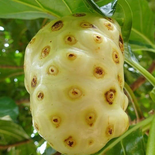Nema-Noni Fruit Plant – Plants Villa