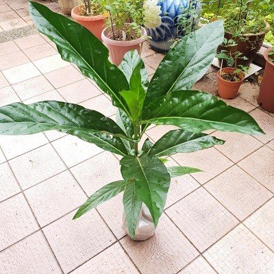 Nema-Noni Fruit Plant – Plants Villa