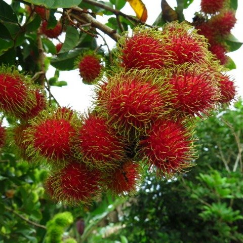 Rambutan-N18 Grafted & Hybrid Fruit Plant – Plants Villa