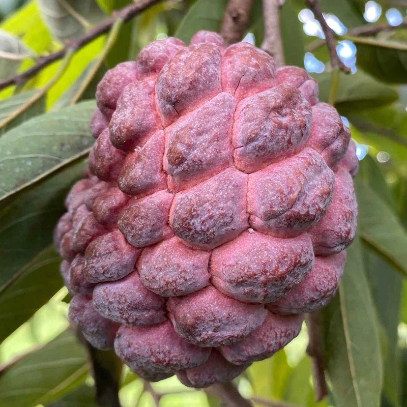 Red Custard Apple - Grafted Fruit Plant – Plants Villa
