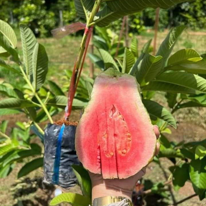 Red Diamond All Time Gauva | Grafted Fruit Plant – Plants Villa
