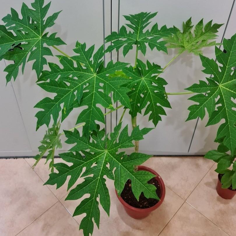Red Lady Papaya Live Fruit Plant – Plants Villa