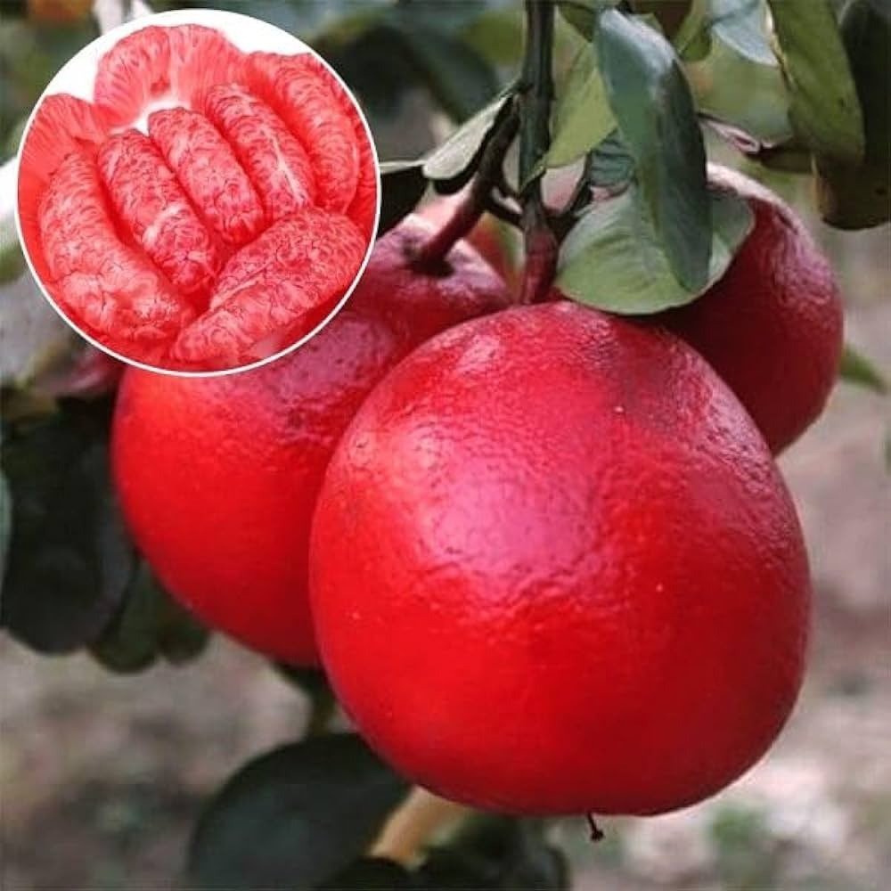 Red Pomelo Lemon Grafted & Hybrid Fruit Plant – Plants Villa