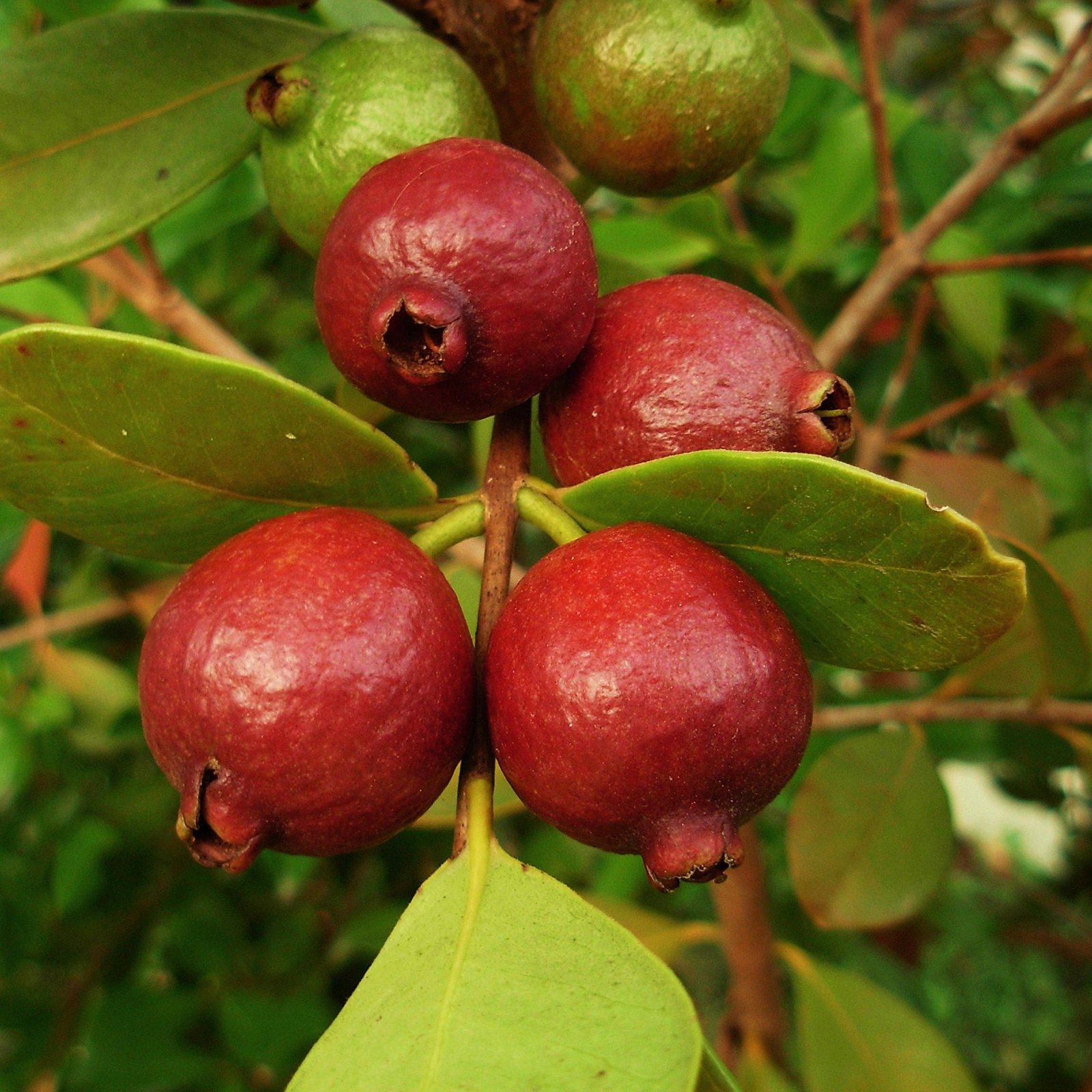Red-Strawberry Gauva | Grafted Fruit Plant – Plants Villa