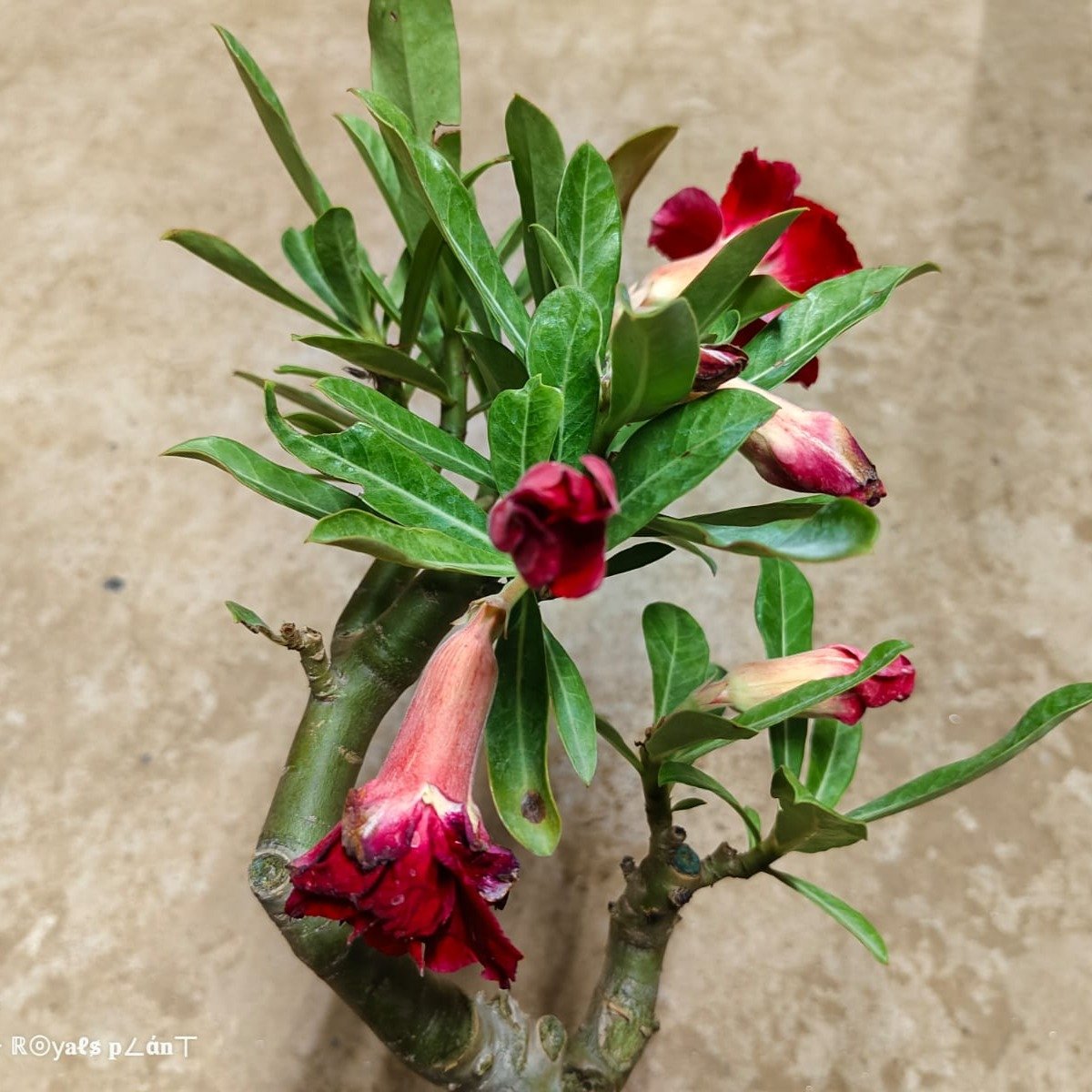 Rosey-Red Adenium Grafted Flowers Plant – Plants Villa