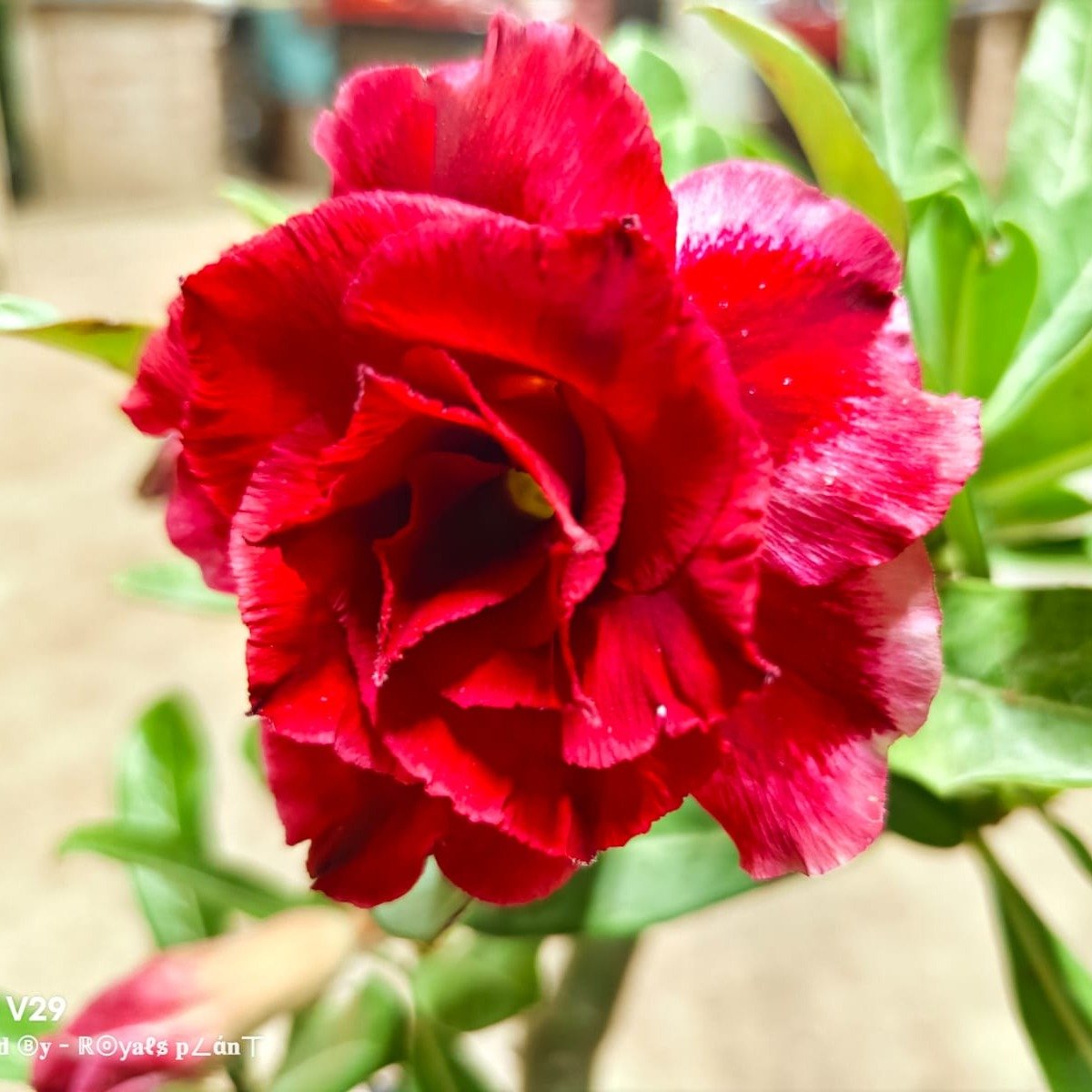 Rosey-Red Adenium Grafted Flowers Plant – Plants Villa